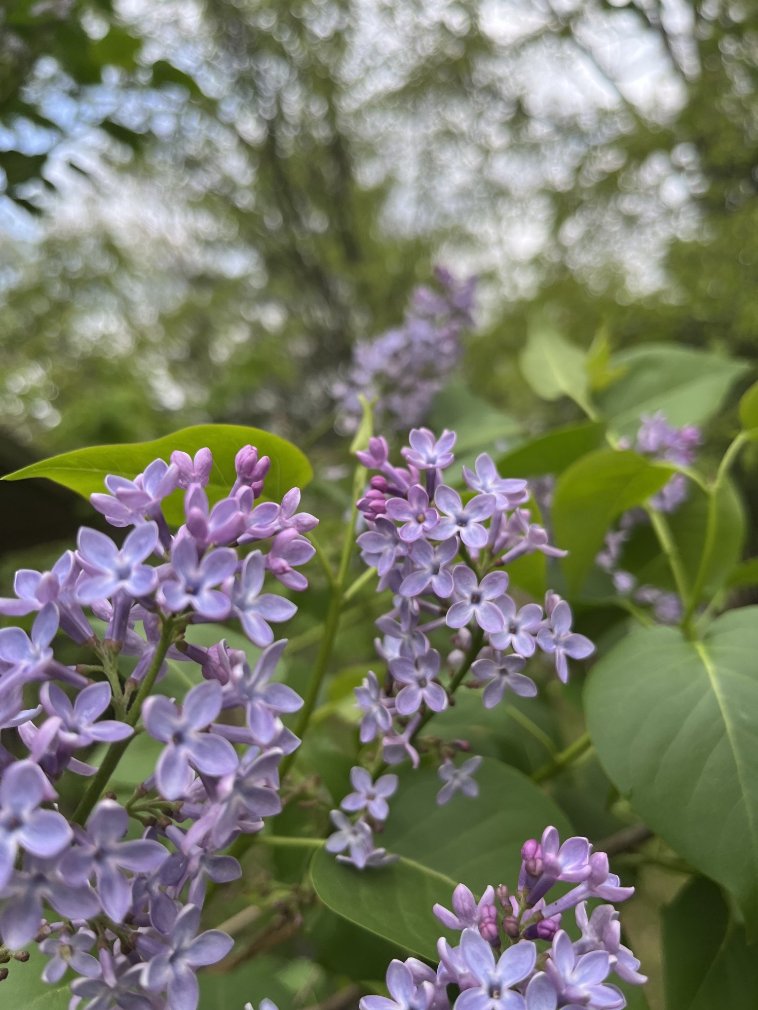 Lilac Syrup – BlueJayLewis Wild Recipes