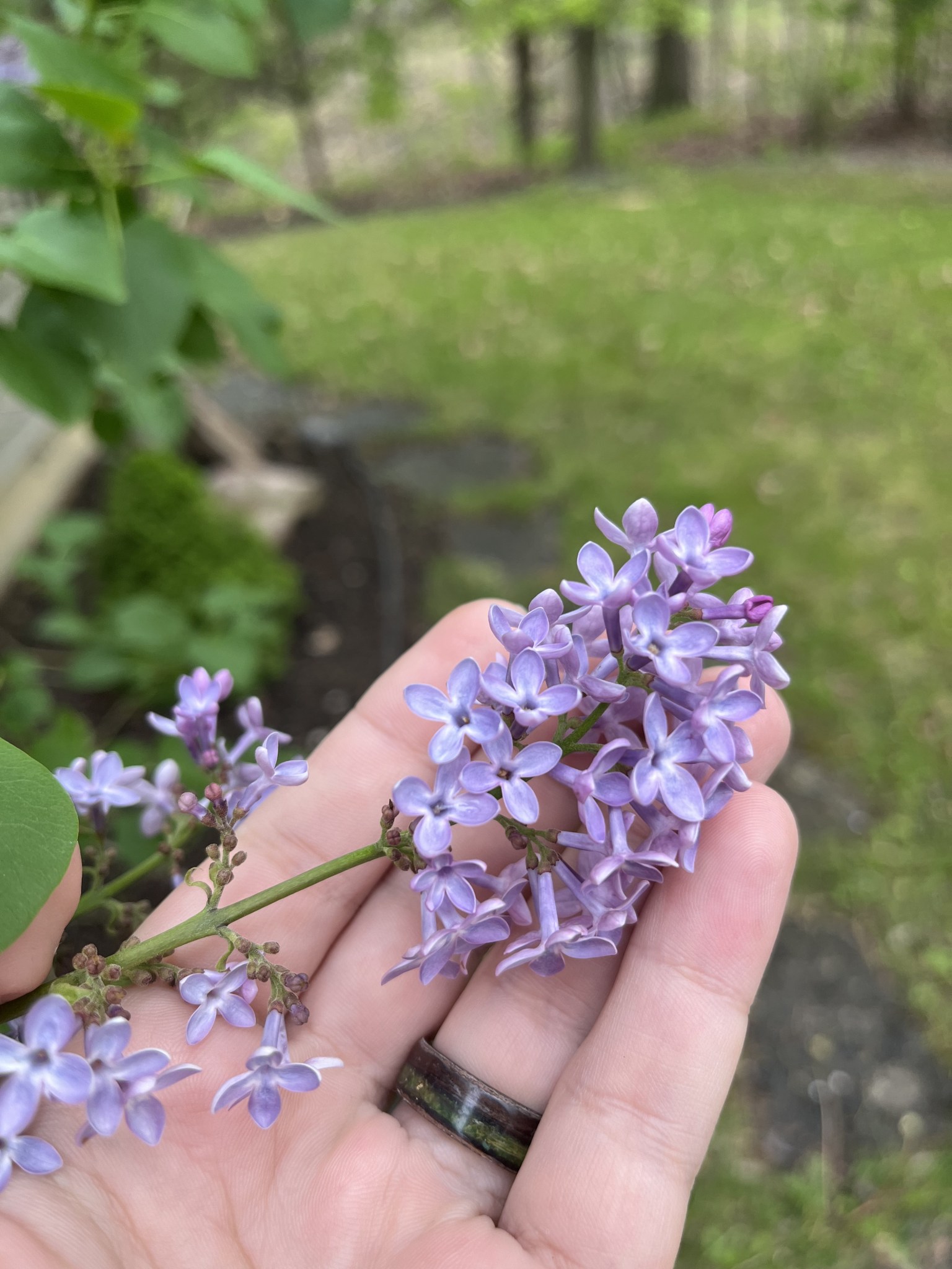 Lilac Syrup – BlueJayLewis Wild Recipes